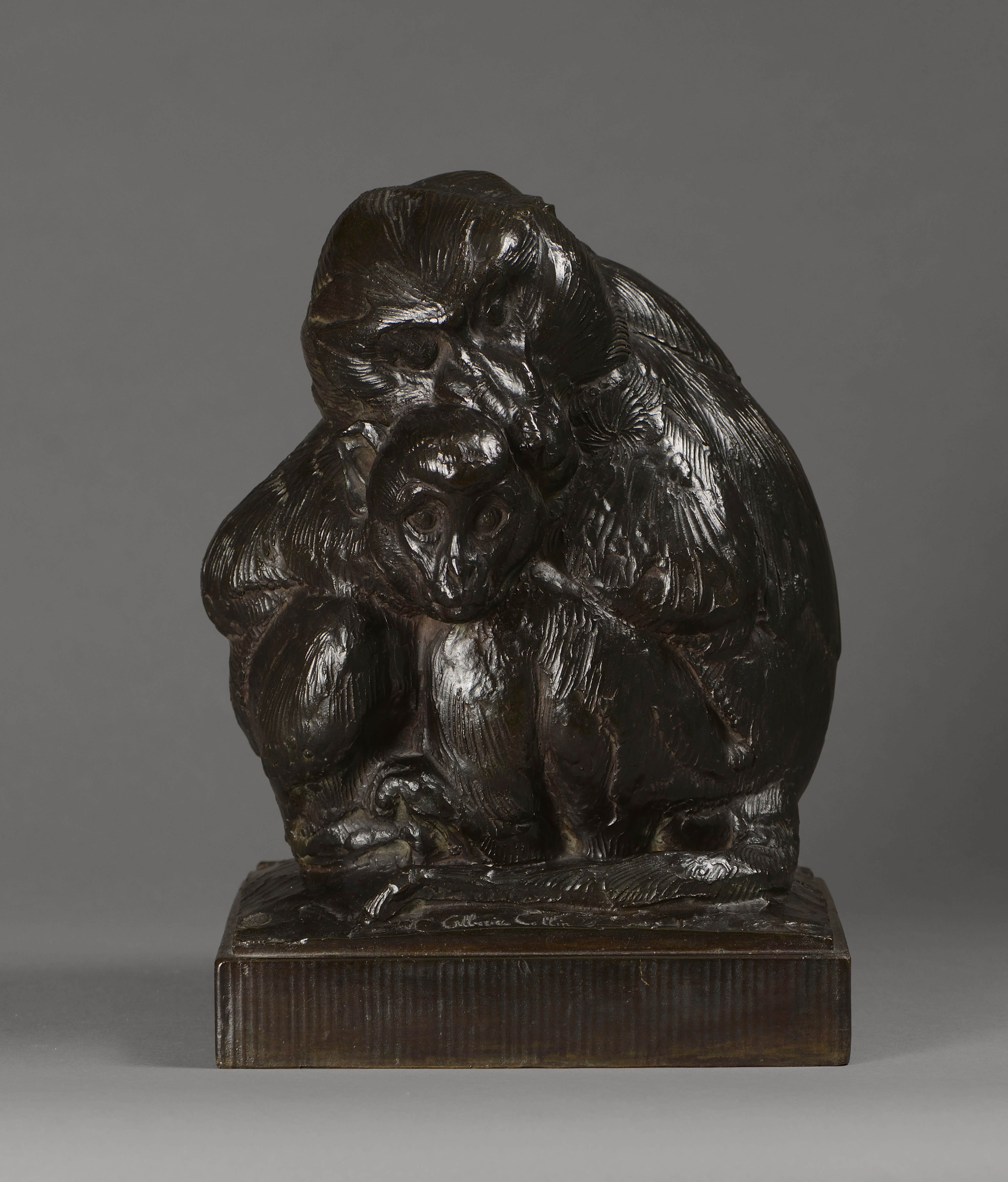 Guenon et son petit, Albéric COLLIN - Xavier Eeckhout | Xavier Eeckhout ...